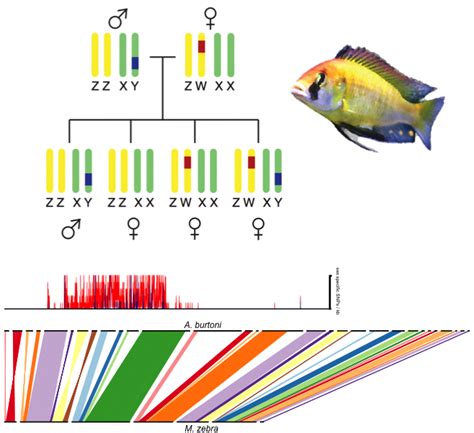 Research Reade Roberts Lab