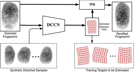 Fingerprint Distortion Rectification Using Deep Convolutional Neural Networks Deepai