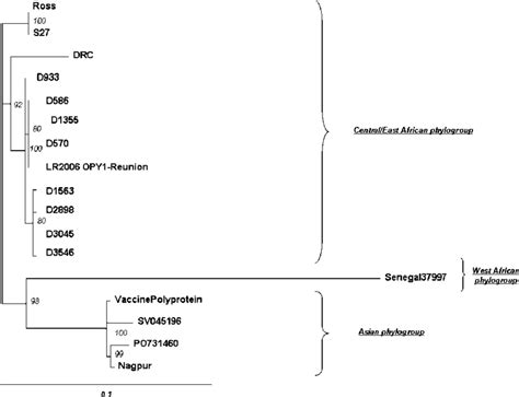 Phylogenetic Analysis Of Chikv Sequences From This Study Designated