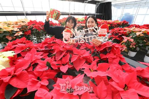 크리스마스의 꽃 포인세티아