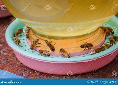 Bees On A Drinking Bowl With Sweet Water Feeding Of Bees During The