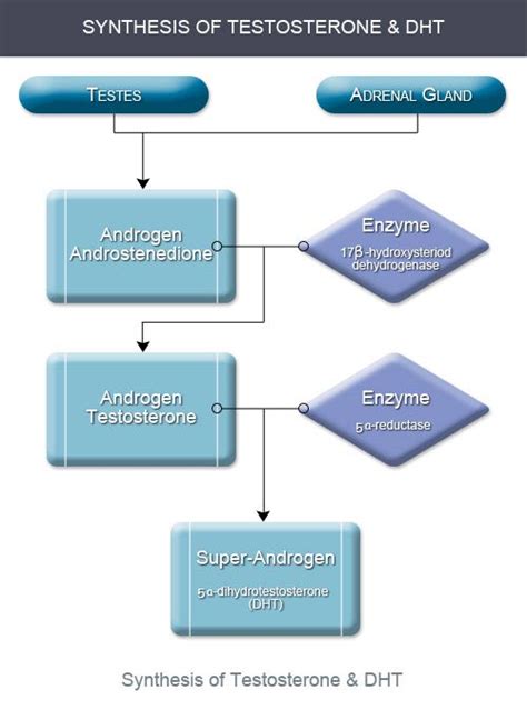 How Does DHT Promote Hair Loss ThinningHair Com