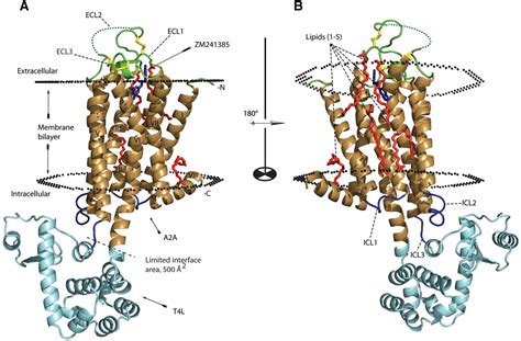 Adenosine Receptor Structure