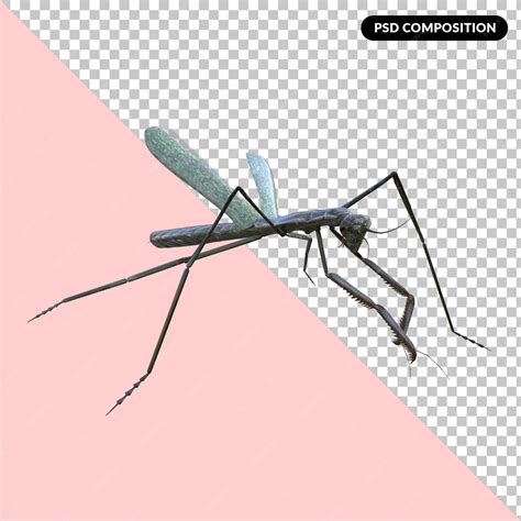Premium Psd Grasshopper Isolated 3d Rendering