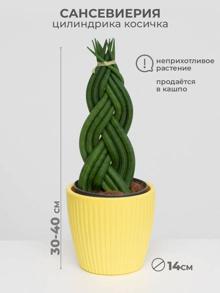 Сансевиерия GRINOTEKA желтый, 14 дм, 1 шт - купить по выгодной цене в ...