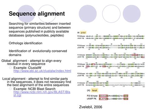 Ppt Basics Bioinformatics Powerpoint Presentation Free Download Id