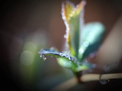 Drop On A Leaf R Macroporn