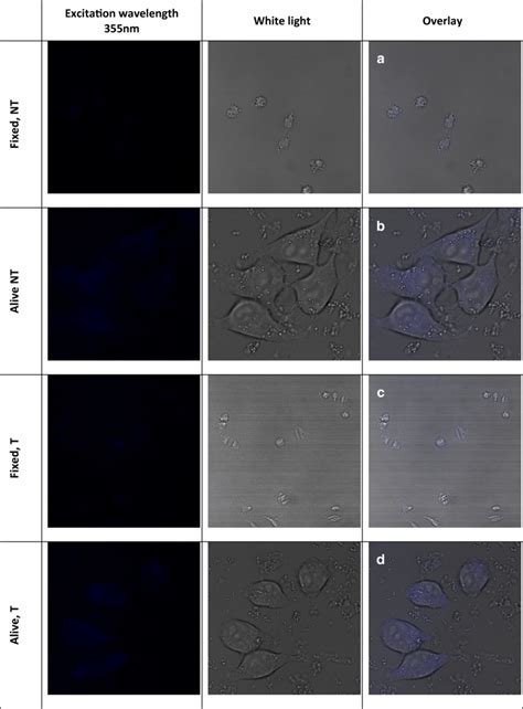 Images From Fluorescence Microscopy Experiments With Fixed Or Non Fixed Download Scientific