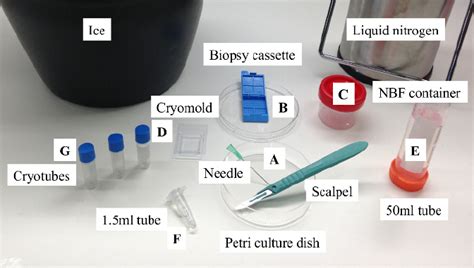 Items Required For Proper Tissue Processing And Storage Example Of