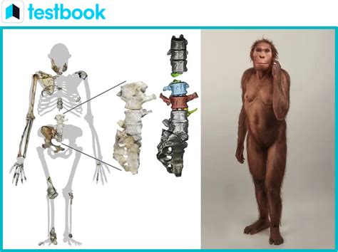 Australopithecus Evolution Characteristics And Samous Species