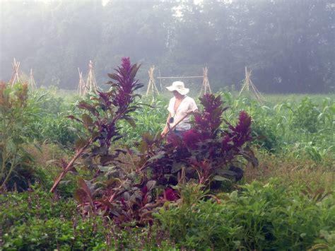 Grassroots Seed Network