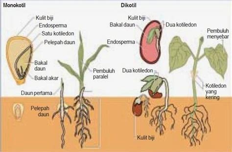 √ 8 Contoh Tumbuhan Dikotil And Monokotil Disekitar Kita Webpintar