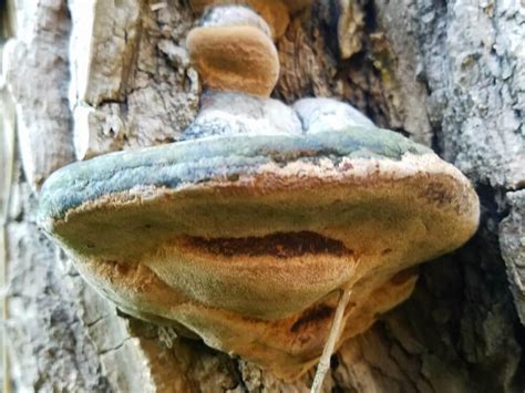 Phellinus Linteus Mesima Mushroom Mushroom Guide Edibility And Photos