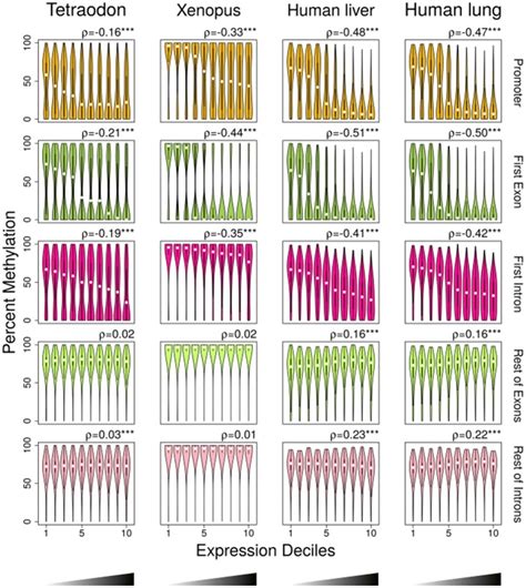 Consistent Inverse Correlation Between Dna Methylation Of The First Intron And Gene Expression