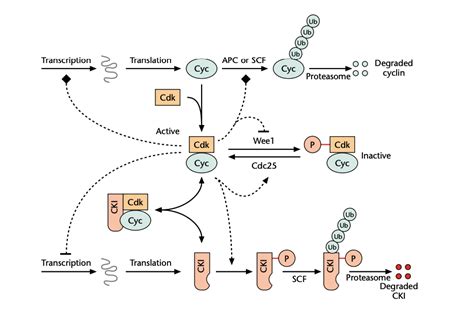 Checkpoints In The Cell Cycle G1 G2 Metaphase Spindle Checkpoints Biology Notes Online