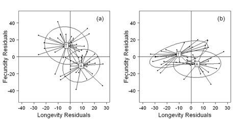 Arrhenotokous A And Thelytokous T Individual Positions In Download Scientific Diagram