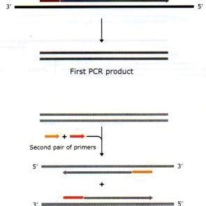Nested PCR Two Different Sets Of Primers Use In This PCR In First Download Scientific Diagram