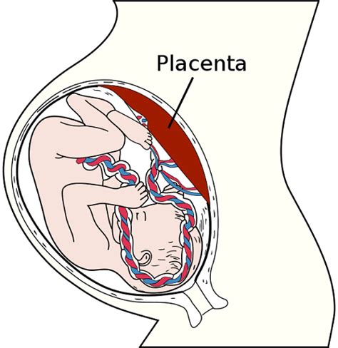 Difference Between Placenta And Umbilical Cord KnowsWhy