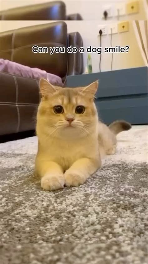Cute Cats Kittens Kitties 😻 A Good Actor👌 Via Unknown Pls Dm Cutecatvideos08