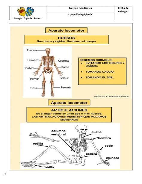 Mapa Mental Sistema Locomotor Fdplearn
