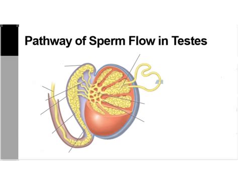 pathway of sperm flow in testes — printable worksheet