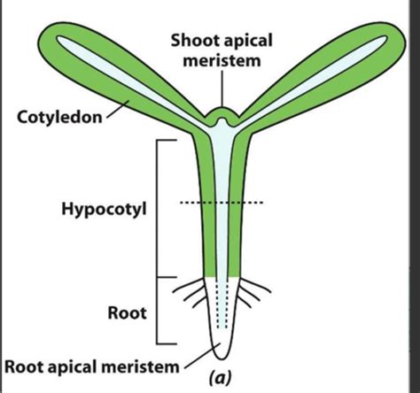 Early Development In Angiosperms Flashcards Quizlet