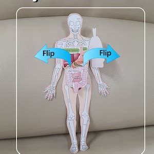 Diy Paper Human Body System Model Biology Science Activity Etsy