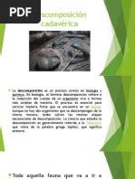 Fases De La Putrefacción Cadavérica Pdf Descomposición Cadáver