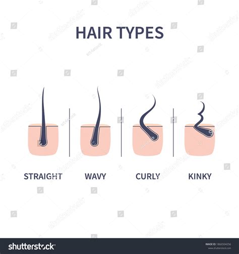 Straight Wavy Curly Kinky Hair Types Stock Vector Royalty Free 1866504256 Shutterstock