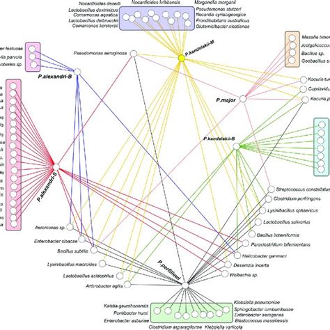 Network Analysis Showing The Shared And Non Shared Gut Bacteria Of Four