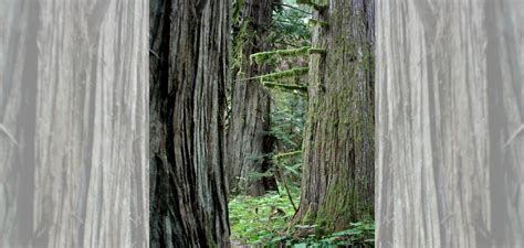 Countingand Counting Onthe World S Trees