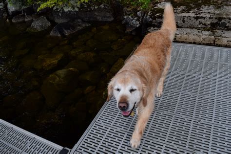 Lynx And Huck Anna Mannello