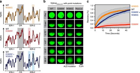 Compensatory Mutations Rescue Altered Phase Dynamics Caused By Primary
