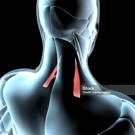 3d Illustration Of The Scalenus Posterior Muscles On Xray Musculature 3d Illustration Of The Scalenus Posterior Muscles On Xray Musculature