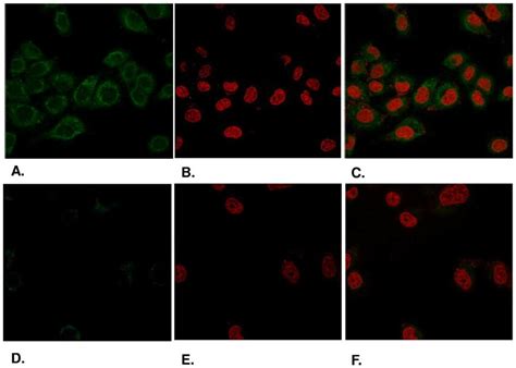 Immunofluorescence Microscopy Analysis Of Rnase K 02 Hek 293 Cells A
