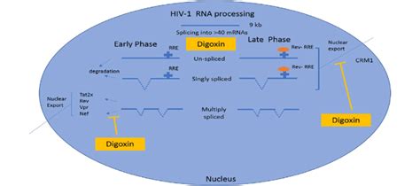 Mechanism Of Action Of Digoxin Against HIV Download Scientific Diagram