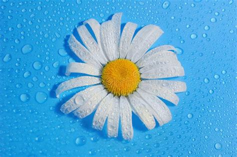 Download Daisy Flower In 4k Wallpaper Wallpapers Com
