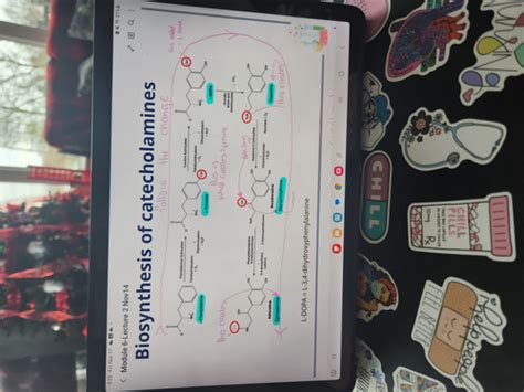 Module 6 Part 2 Adrenal Glands Flashcards Quizlet