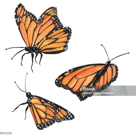 손으로 그린 수채화 그림입니다 모든 디자인 작업을위한 세 마리의 모나크 나비 3가지 개체에 대한 스톡 벡터 아트 및 기타 이미지 3가지 개체 개체 그룹 검은색