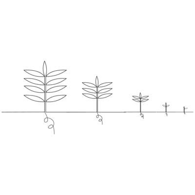 Tree Growth Stages Vector Art Icons And Graphics For Free Download