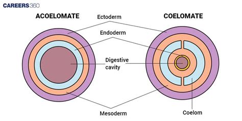 Differences Between Coelomate And Acoelomate Example And Characteristics