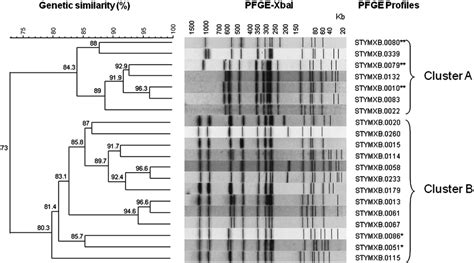 dendrogram generated by bionumerics software showing the results of