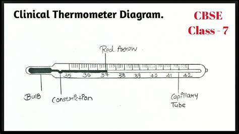 Draw The Diagram Of A Clinical Thermometer And Label Its Parts