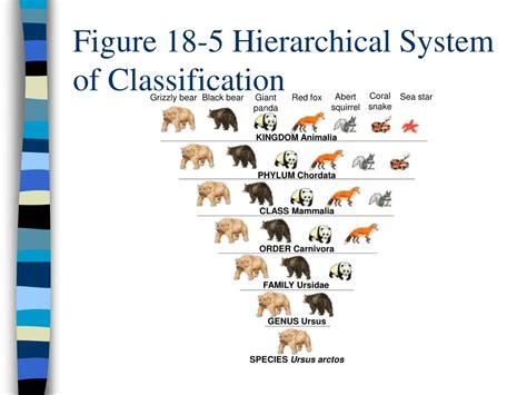 Ppt Classification Powerpoint Presentation Free Download Id 206023