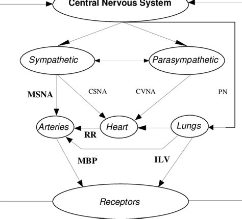 Cardiovascular Closed Loop System Download Scientific Diagram