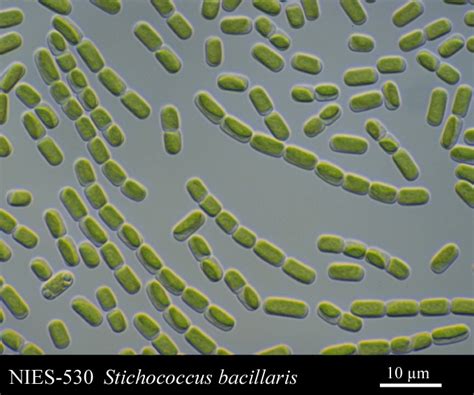 Algae Resource Database