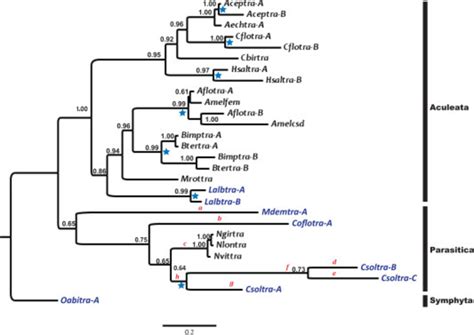 Bayesian Phylogenetic Analysis Based On The Deduced Amino Acid