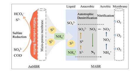 Novel Sulfate Reduction Coupled To Simultaneous Nitrification And