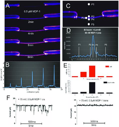 A Shows A Stack Of Confocal X Z Scans Through A Lamb Containing Download Scientific Diagram