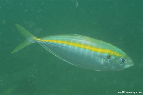 Selaroides Leptolepis Yellowstripe Scad Reef Life Survey